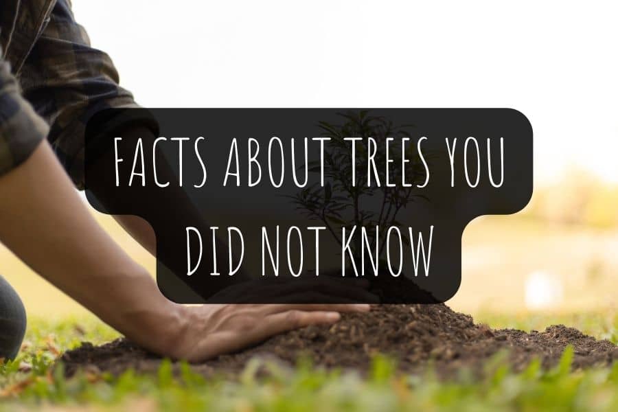 50 Facts About Trees You Did Not Know